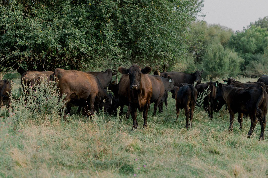 About – Shingle Creek Cattle Co.